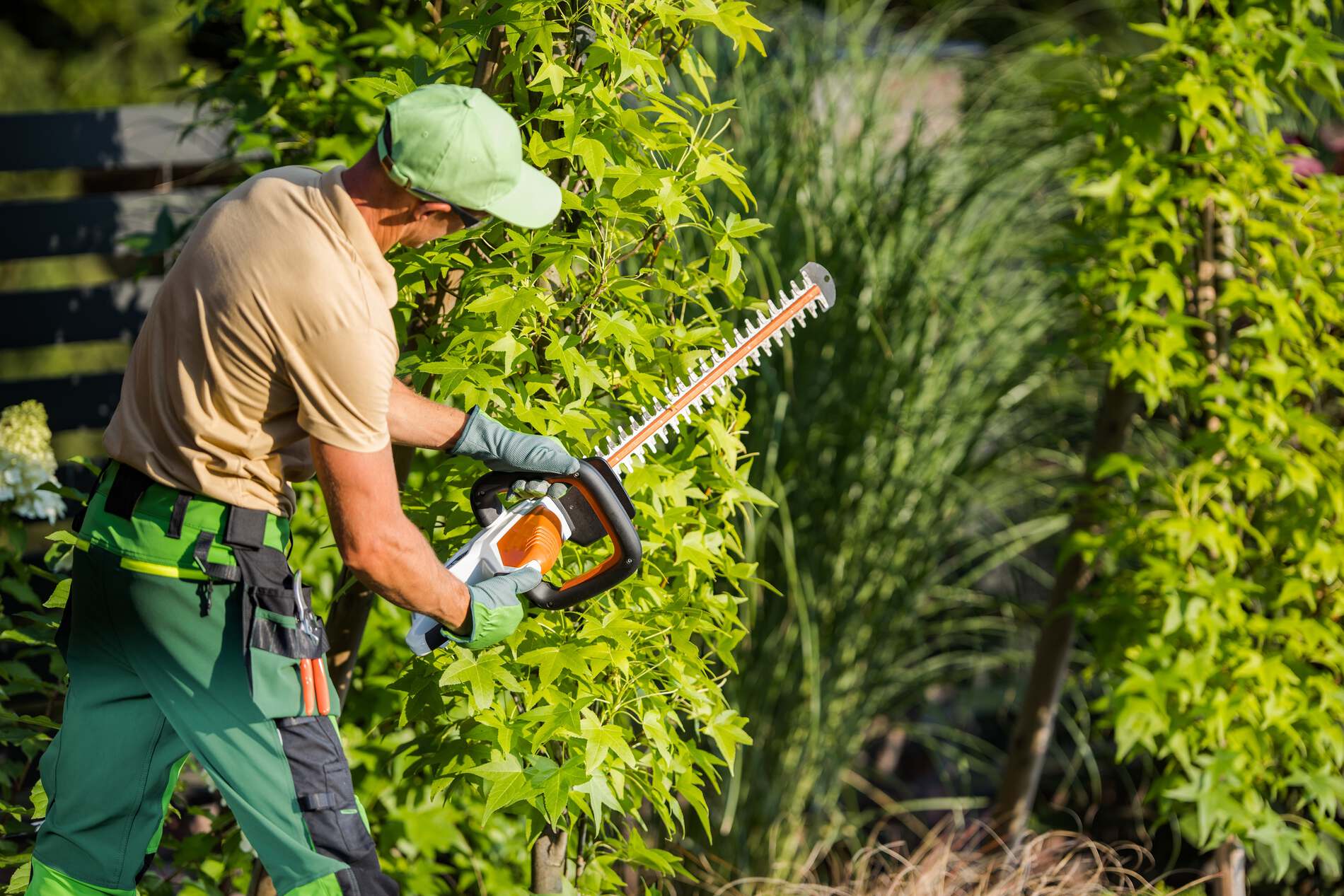 Arborist in Palm Springs, CA | Arbor Technical Services